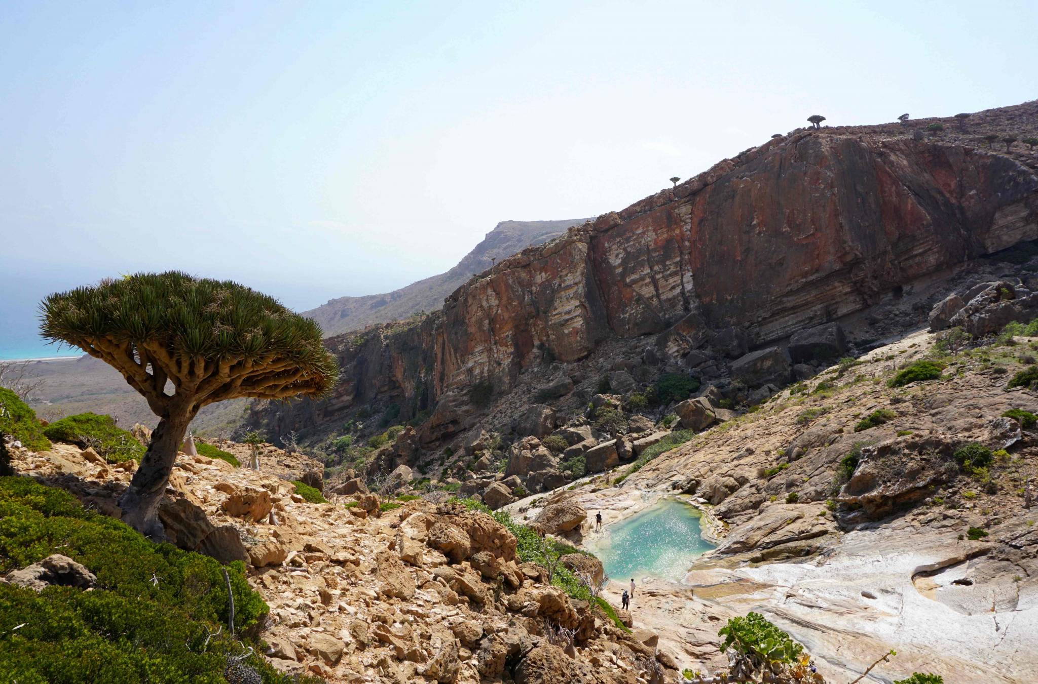 Au Yémen, l’archipel de Socotra et sa biodiversité unique en danger - L ...