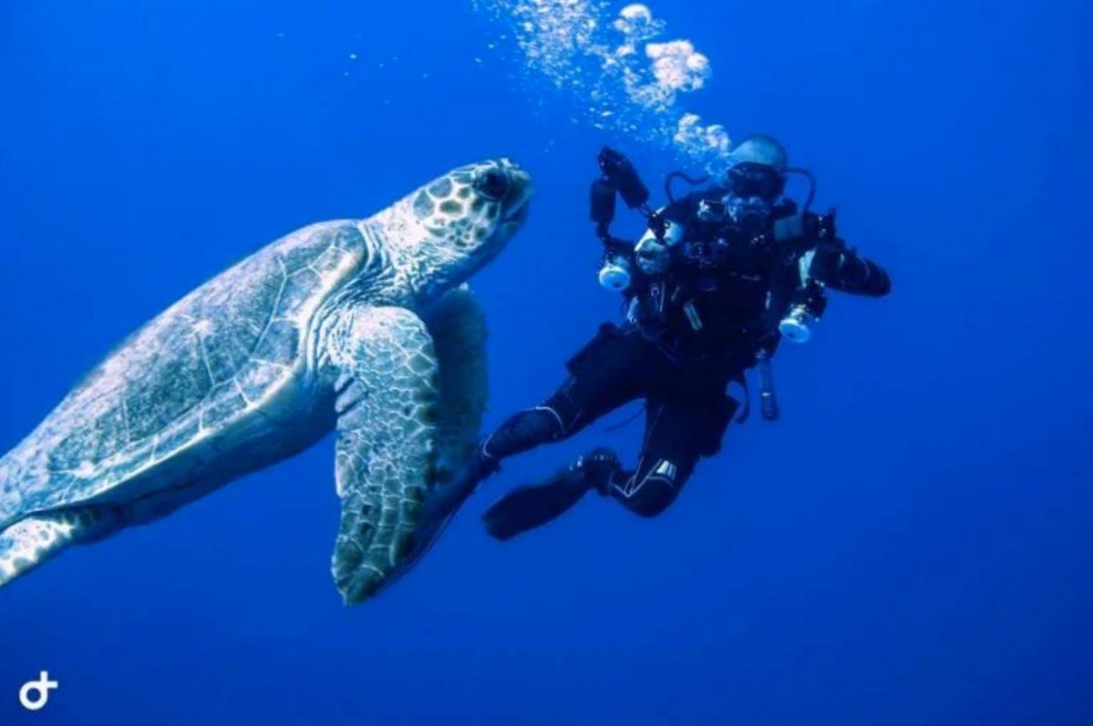 Lebanese diver wins medal at Arab underwater photo championship - L ...