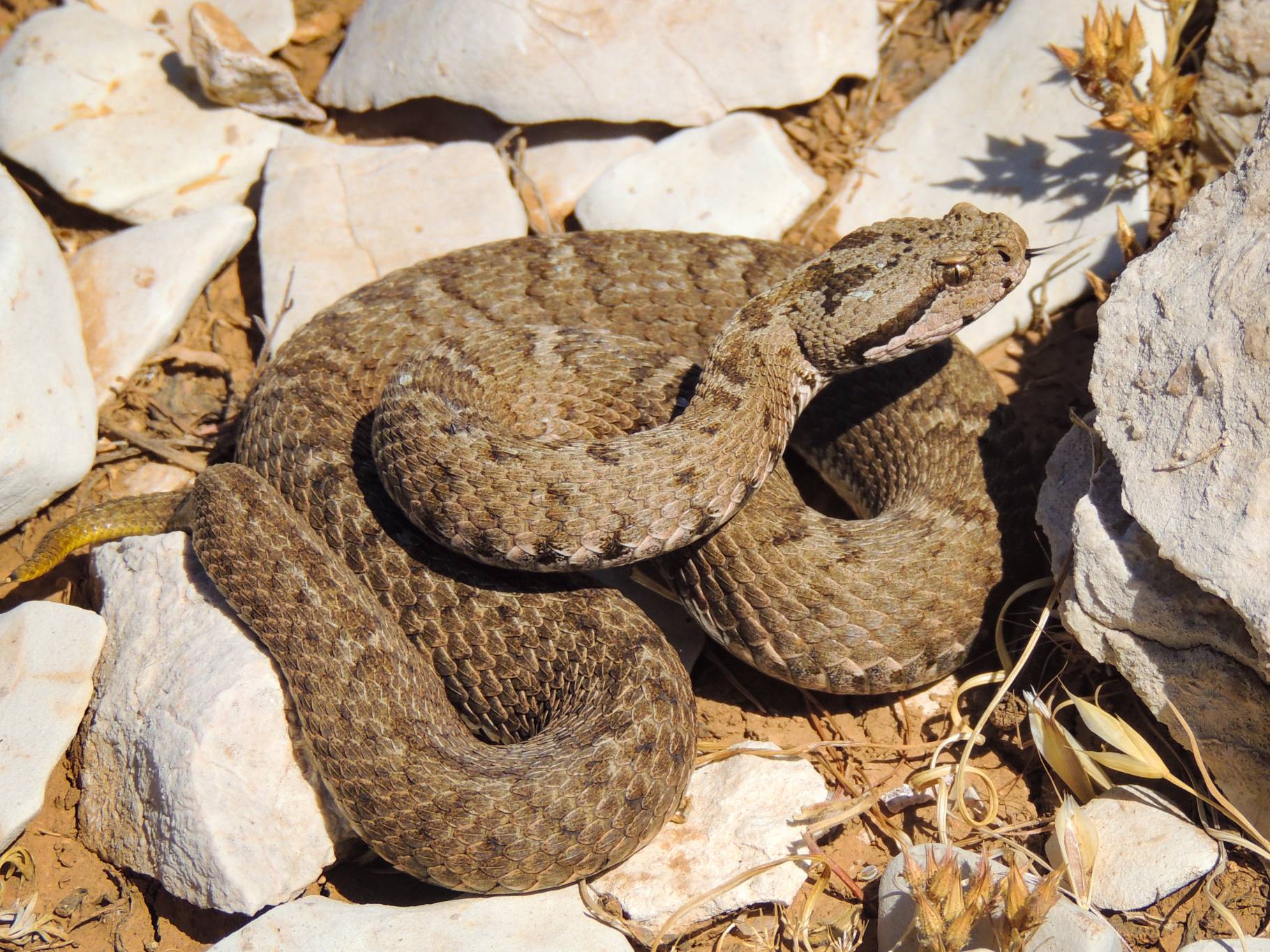 So you’ve been bitten by a snake: What should you do? - L'Orient Today