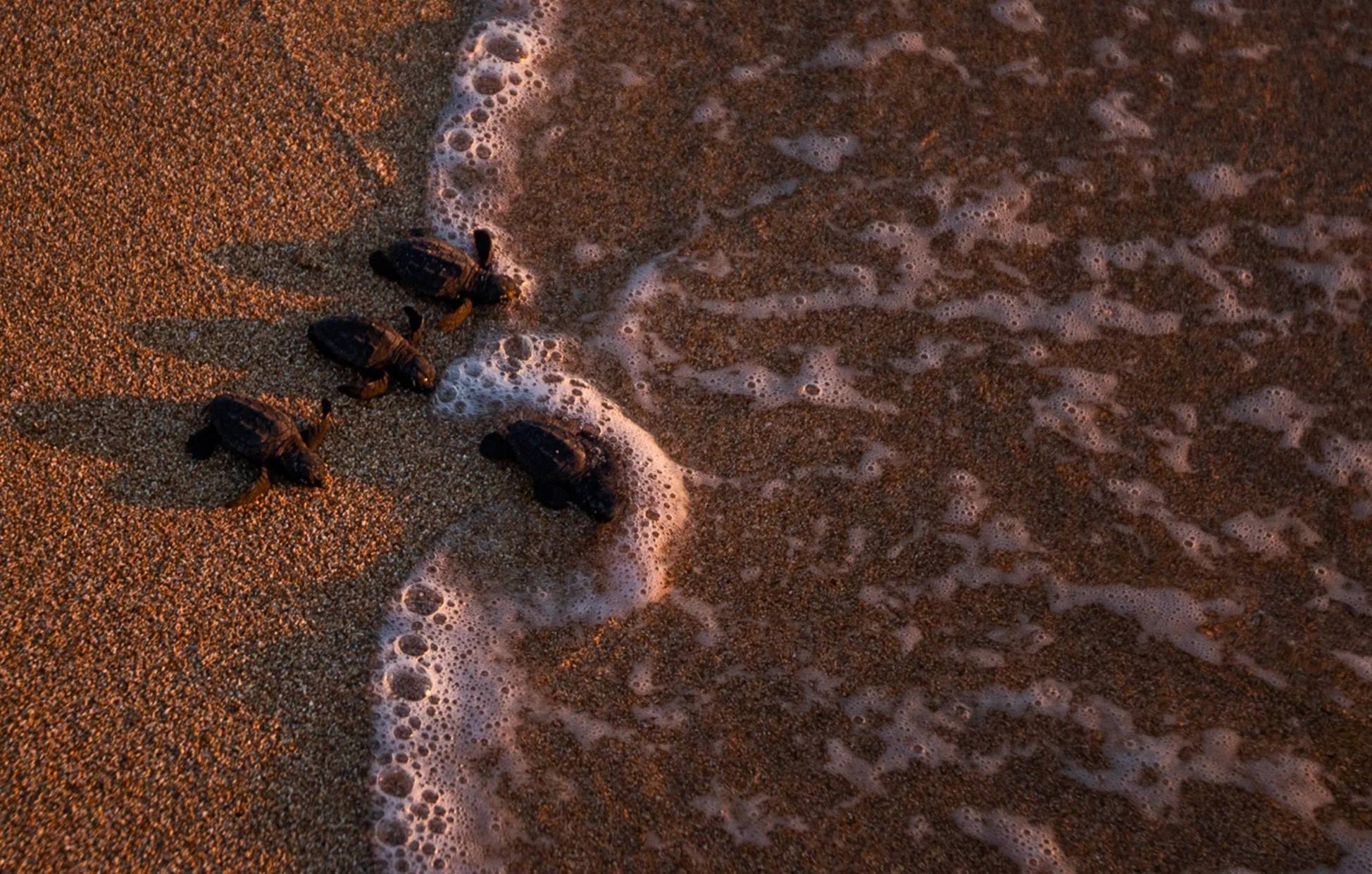 Volunteers help hundreds of baby turtles into the sea after 2-year ...