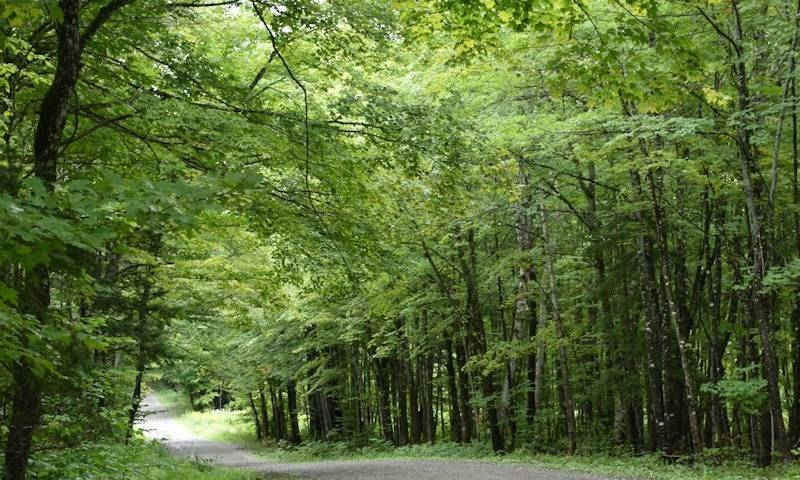 Une joggeuse tuée par un homme nu dans un parc en Suisse - L'Orient-Le Jour Une joggeuse tuée par un homme nu dans un parc en Suisse - L'Orient-Le Jour