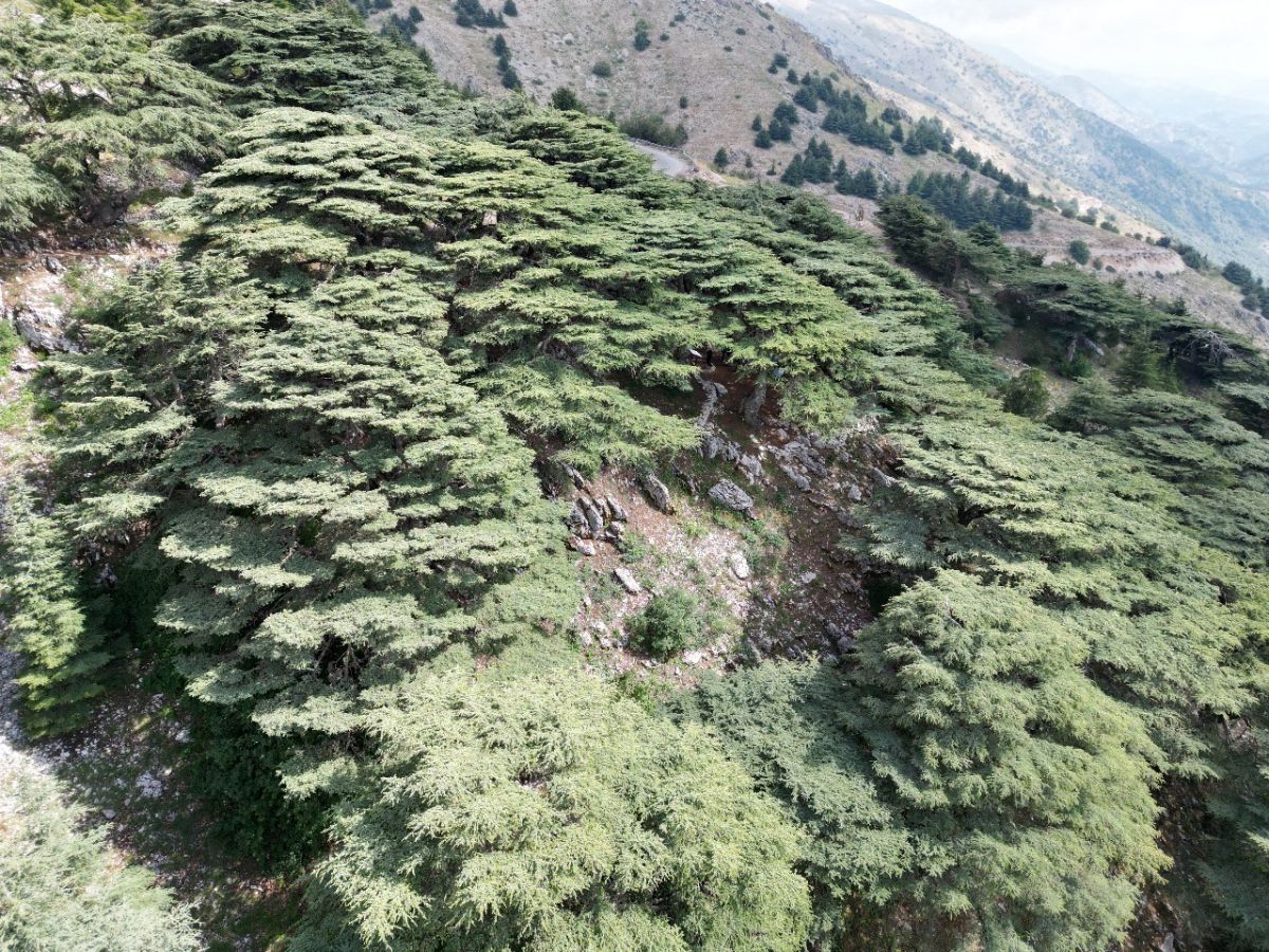 Les Cèdres du Chouf pour la 2e fois sur la liste verte de l’Union ...