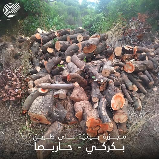 Terre-Liban denounces massacre of trees on Harissa road - L'Orient Today