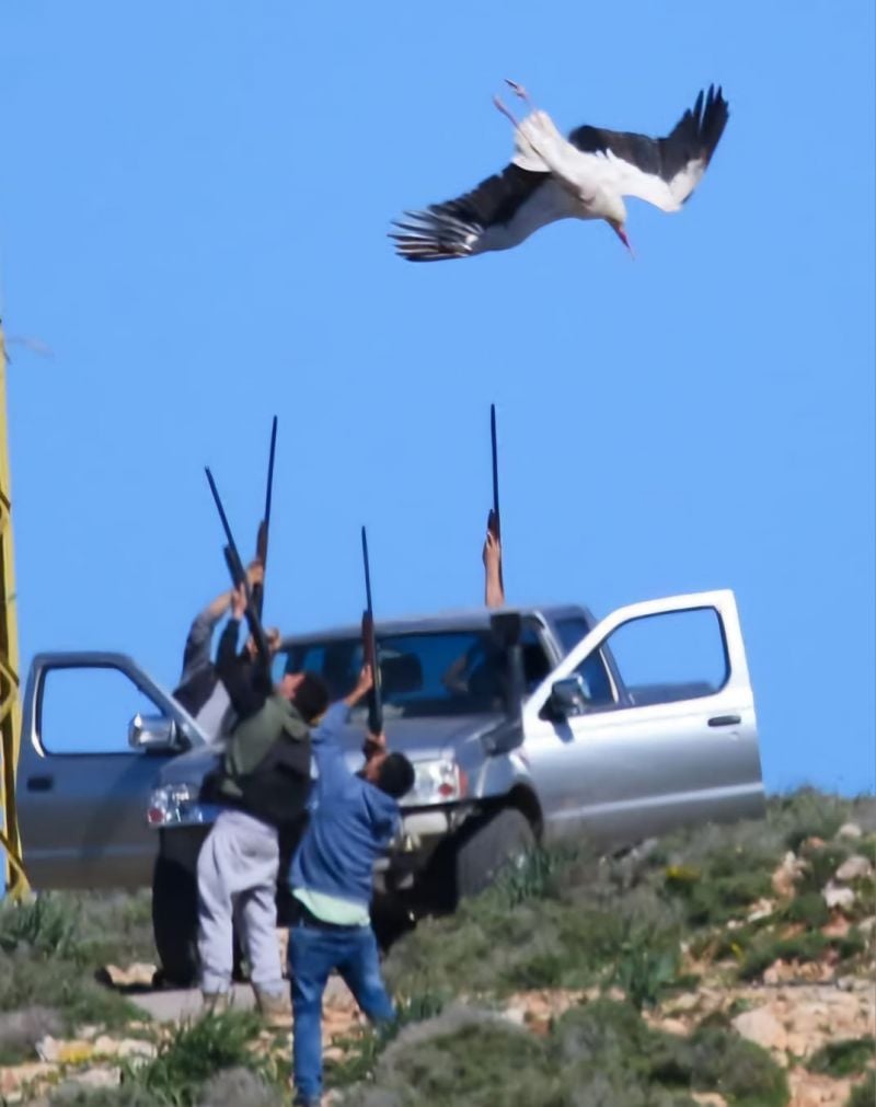 Au Liban-Nord, le massacre d’oiseaux migrateurs se poursuit en toute ...