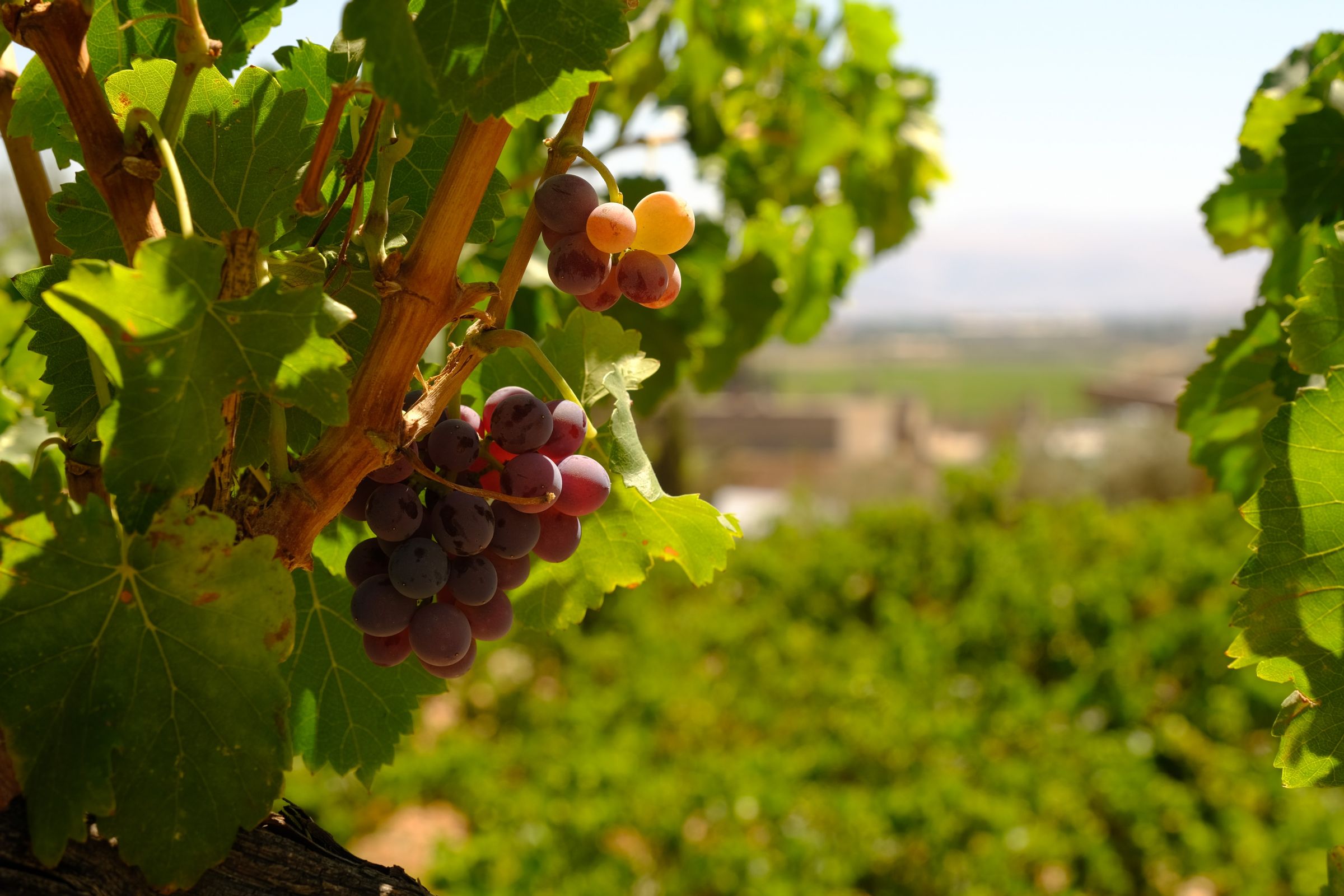 In the vineyards of southern Lebanon and the Bekaa, ‘war is not over ...