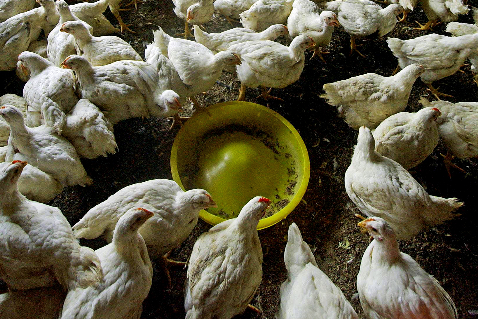 Lebanese poultry farmers oppose Iraqi decision to ban frozen poultry ...