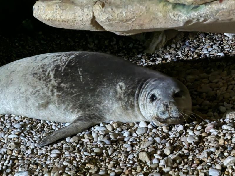 Sit-in à Amchit pour protéger la grotte du phoque moine contre un ...