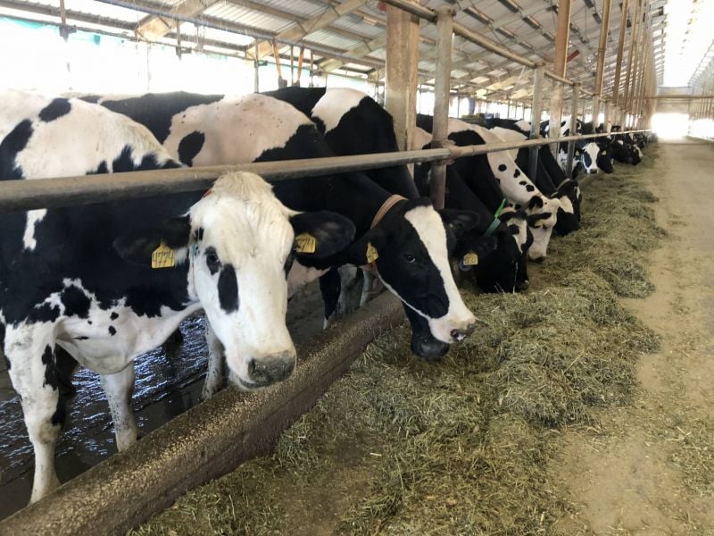 Virus introduced to Lebanon via cattle smuggling, says Agriculture ...